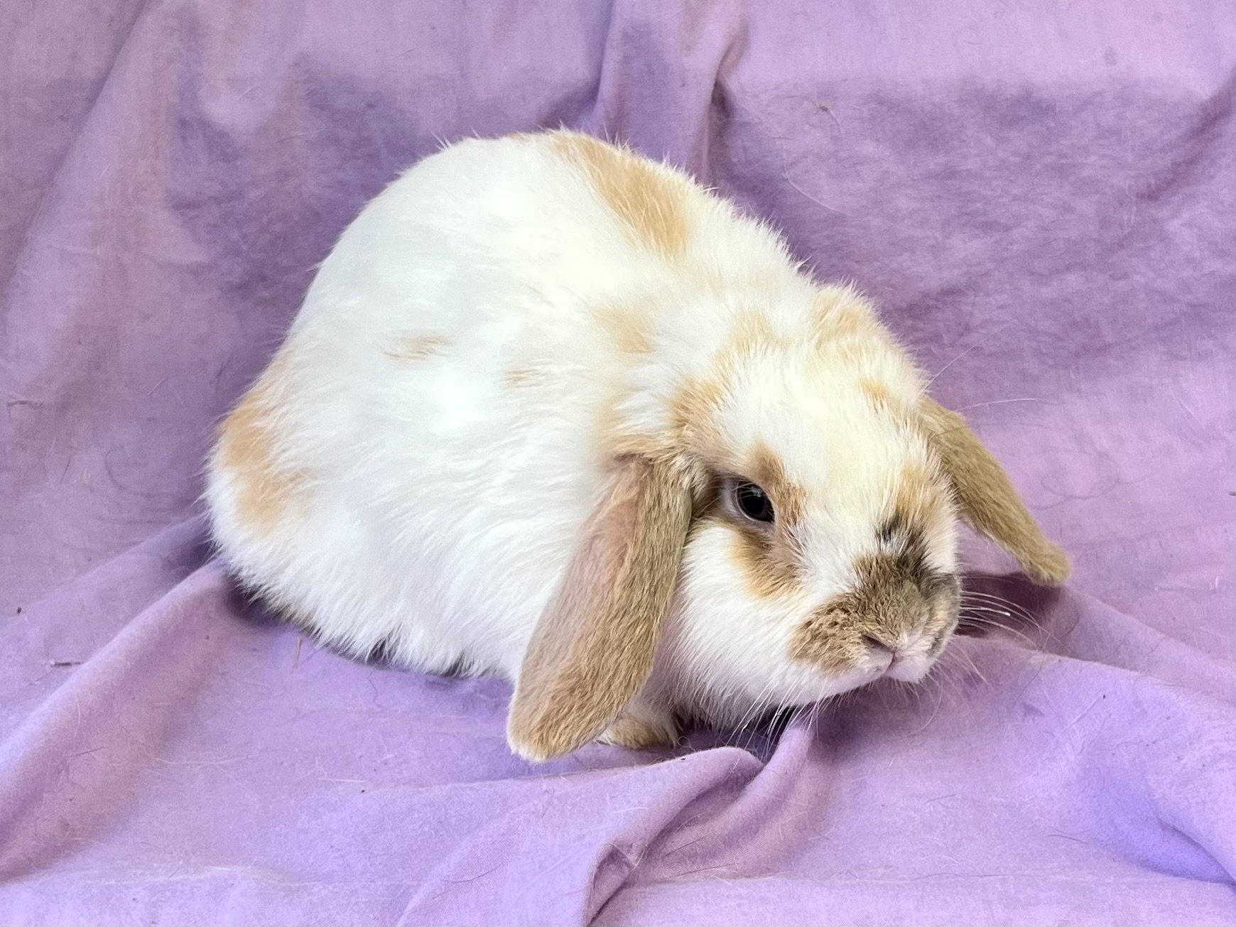 SDDM3–Tricolor Mini Lop Buck | Star Dust's Rabbitry