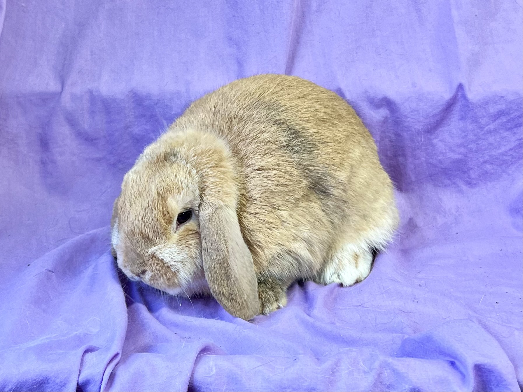 SDDM5–Light Harlequin Mini Lop Buck | Star Dust's Rabbitry