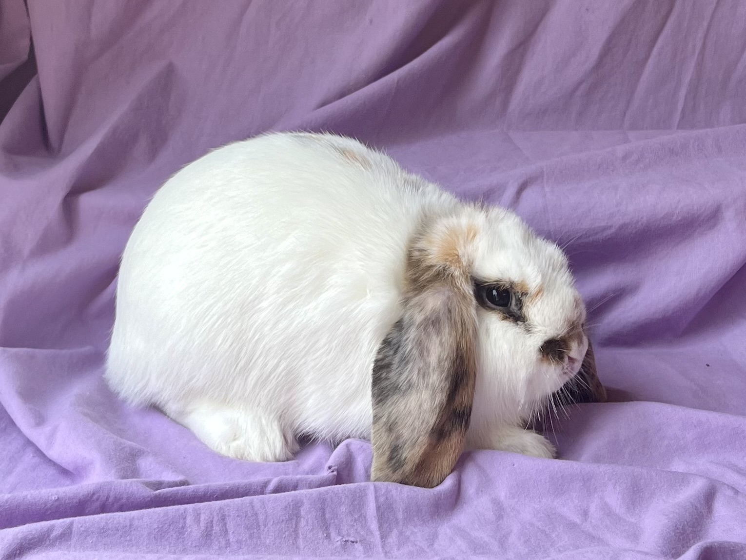 MJP2– Tricolor Mini Lop Buck | Star Dust's Rabbitry
