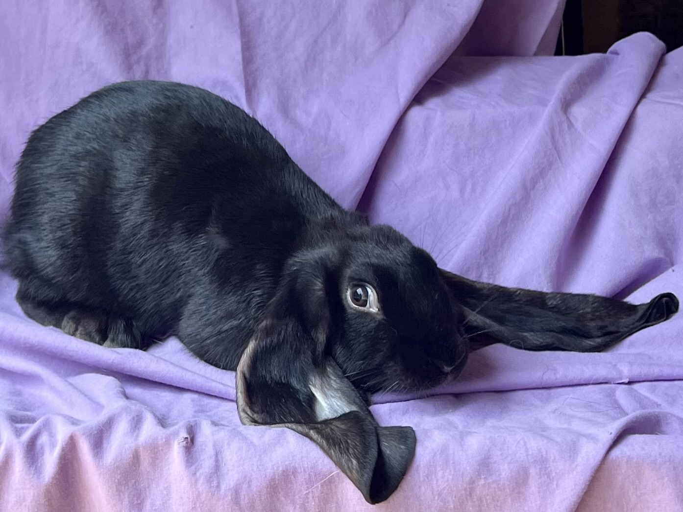 EA1– Black English Lop Buck | Star Dust's Rabbitry