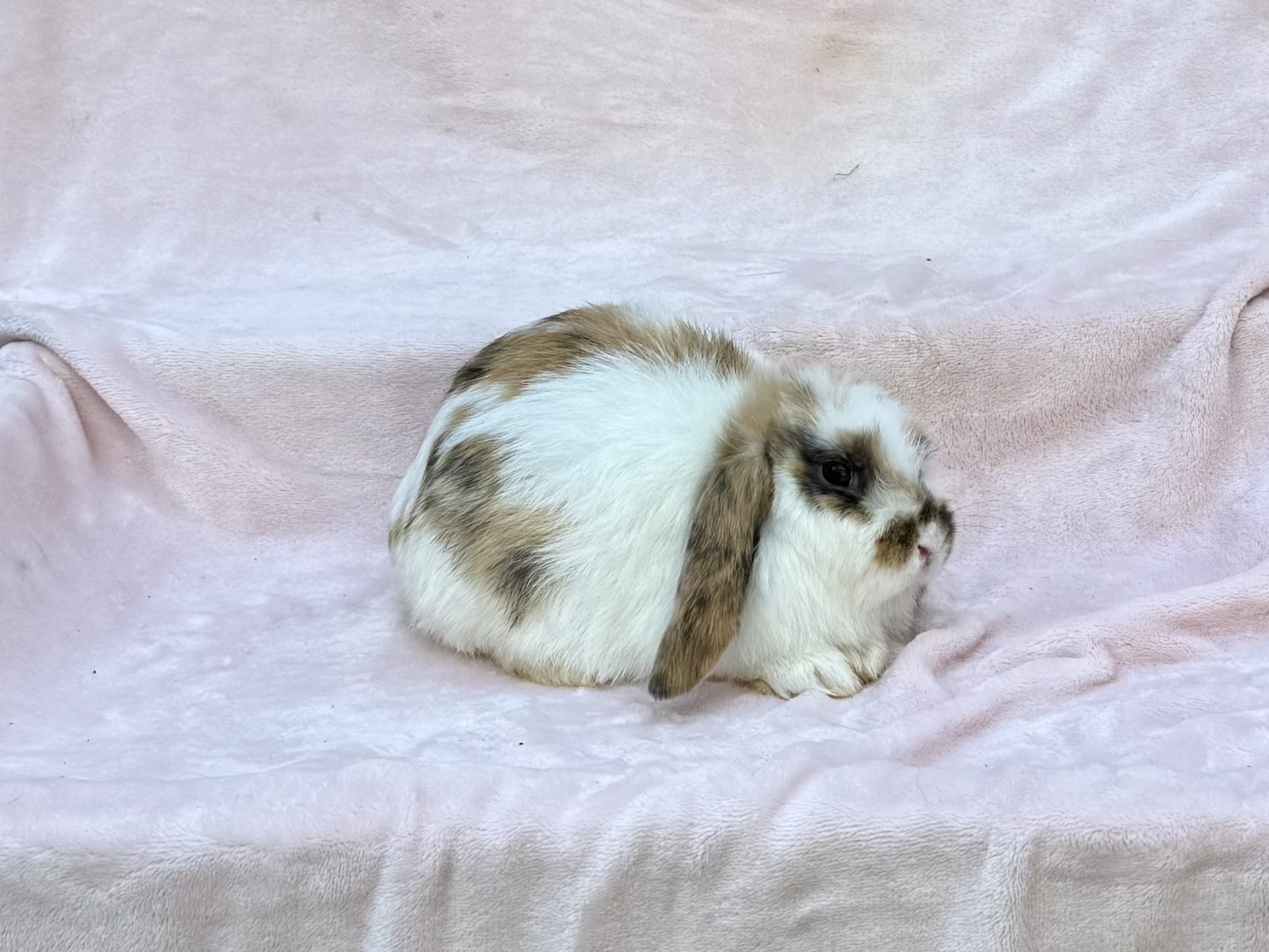 DAC1- Tricolor Mini Lop Buck | Star Dust's Rabbitry